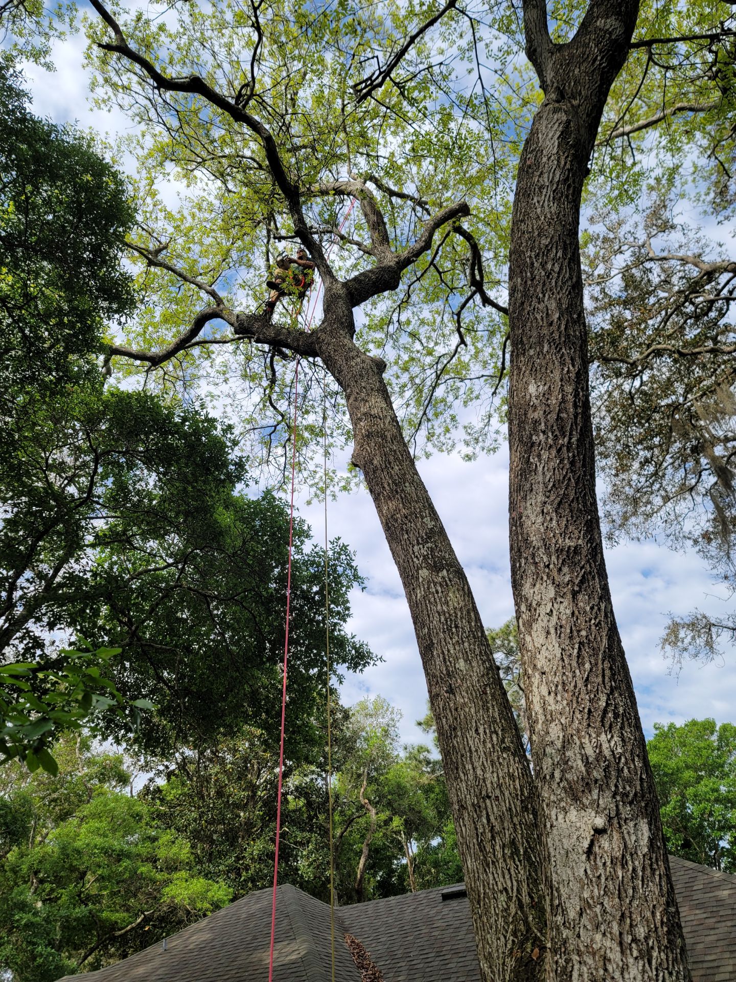 Michaels Tree Services